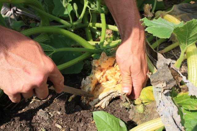 Beat the Squash Vine Borer | N.C. Cooperative Extension